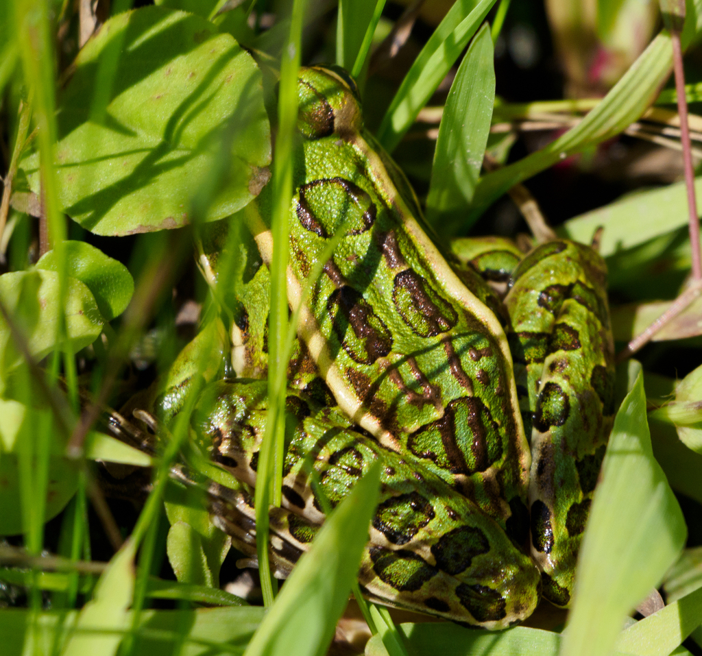 Northern Leopard Frog from Wayne County, OH, USA on August 19, 2023 at ...
