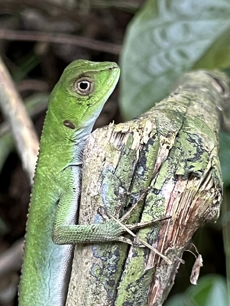 Jackson's Fathead Anole from Parque Estadual dos Tres Picos, Nova ...
