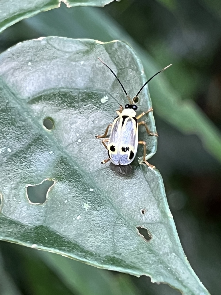 Skeletonizing Leaf and Flea Beetles from Parque Estadual dos Tres Picos ...