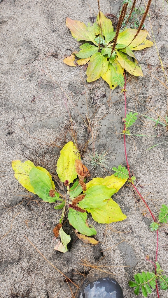greater plantain from Fort Simpson, NT X0E 0N0, Canada on October 3 ...