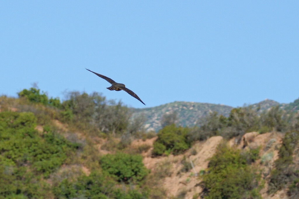 Merlin from Mira Monte, CA, USA on October 5, 2023 at 08:46 AM by Bill ...