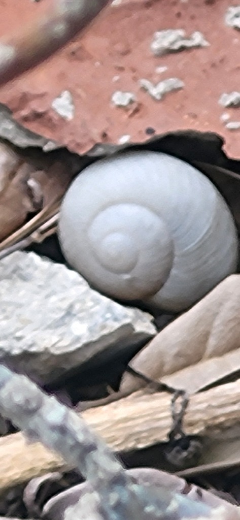 Cuban Brown Snail from 1227 SW 3rd Ave, Miami, FL 33130 on October 1 ...