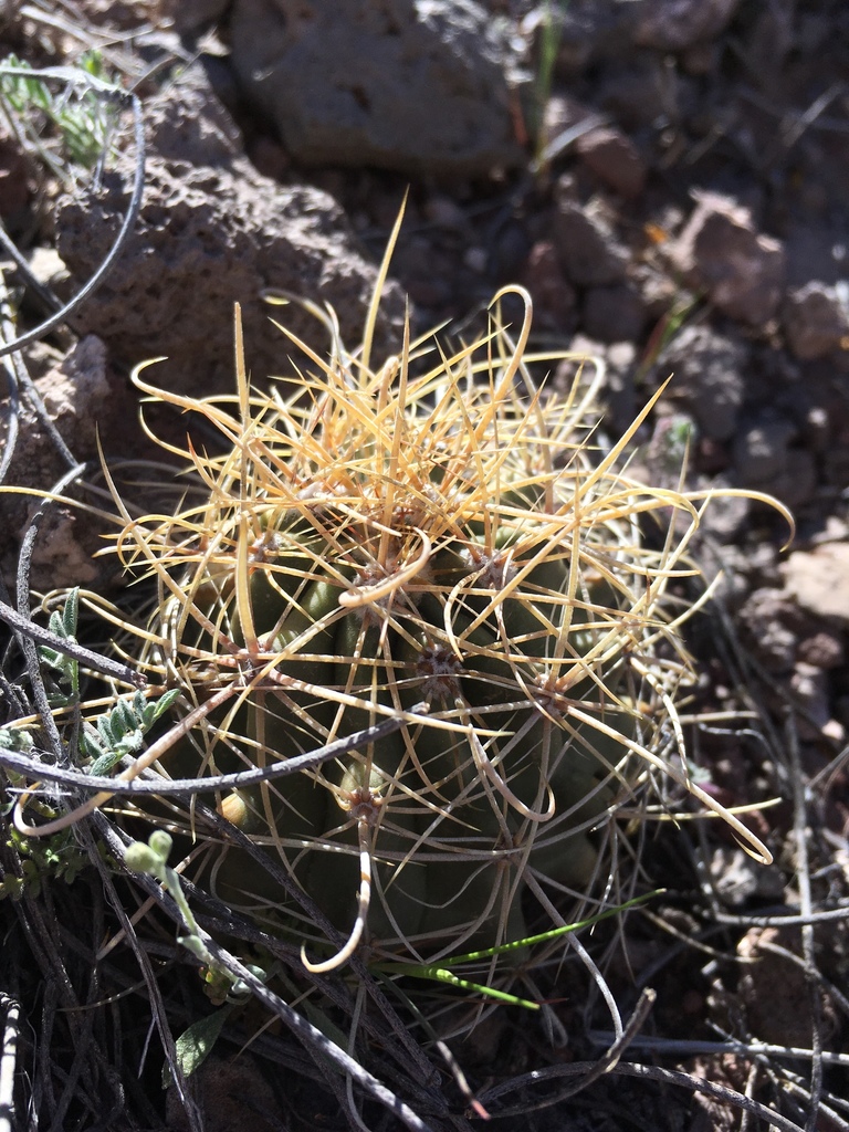 Glandulicactus uncinatus wrightii in March 2019 by Cecelia Alexander ...