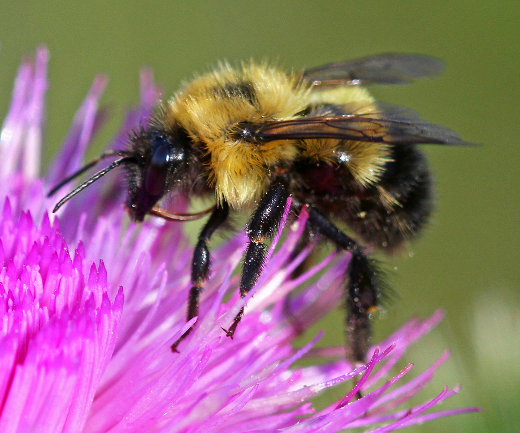 Half-black Bumble Bee (Bumble Bees of New Brunswick, Canada ...