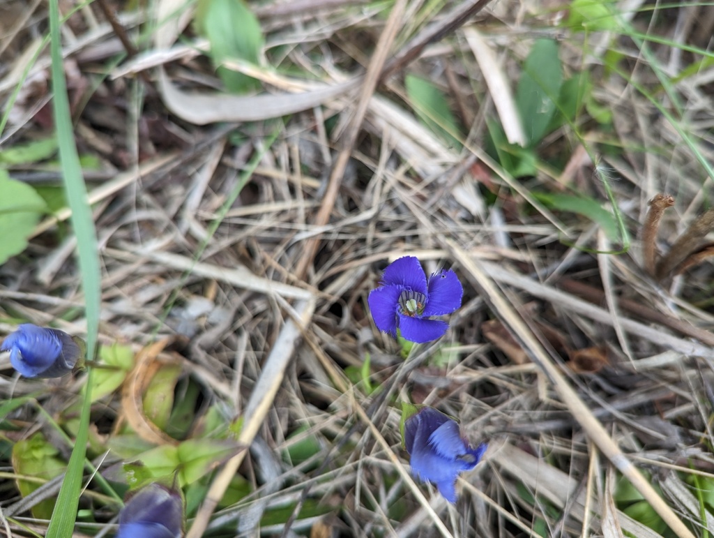 lesser fringed gentian in October 2023 by Ryan Sorrells · iNaturalist