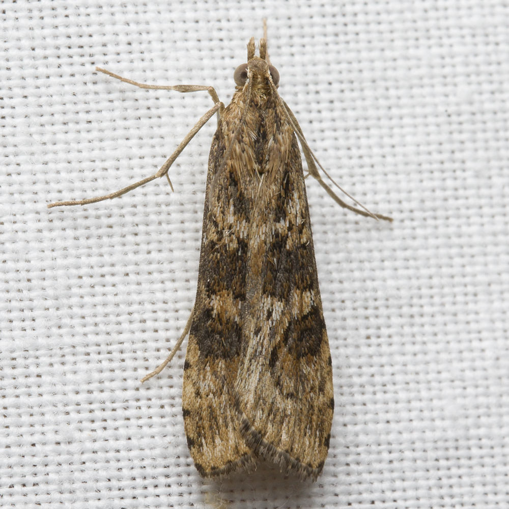 Lucerne Moth from Shelby County, AL, USA on October 4, 2023 at 09:41 PM ...