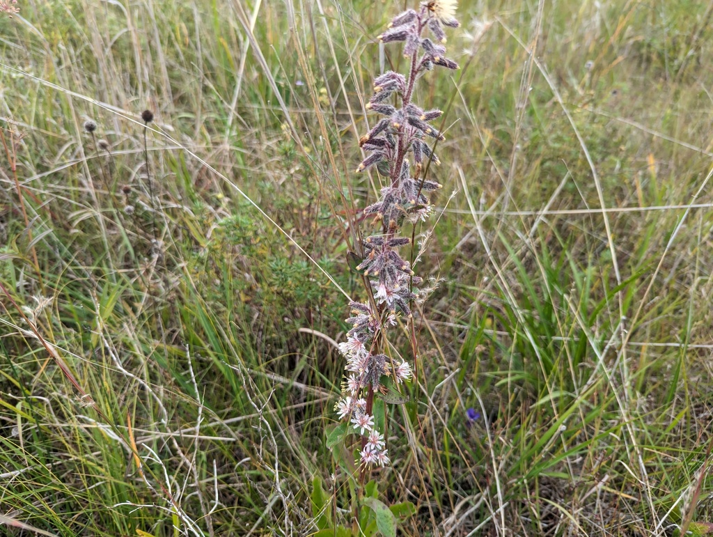 purple rattlesnake root in October 2023 by Ryan Sorrells · iNaturalist