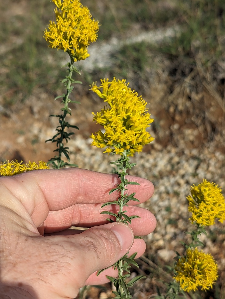Solidago nemoralis longipetiolata from Bosque County, TX, USA on ...