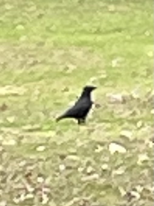 American Crow from Hess Rd, East Liverpool, OH, US on October 5, 2023 ...