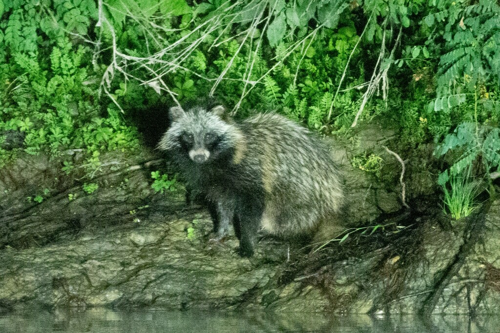 Mainland Raccoon Dog in September 2023 by Demian Hiß · iNaturalist