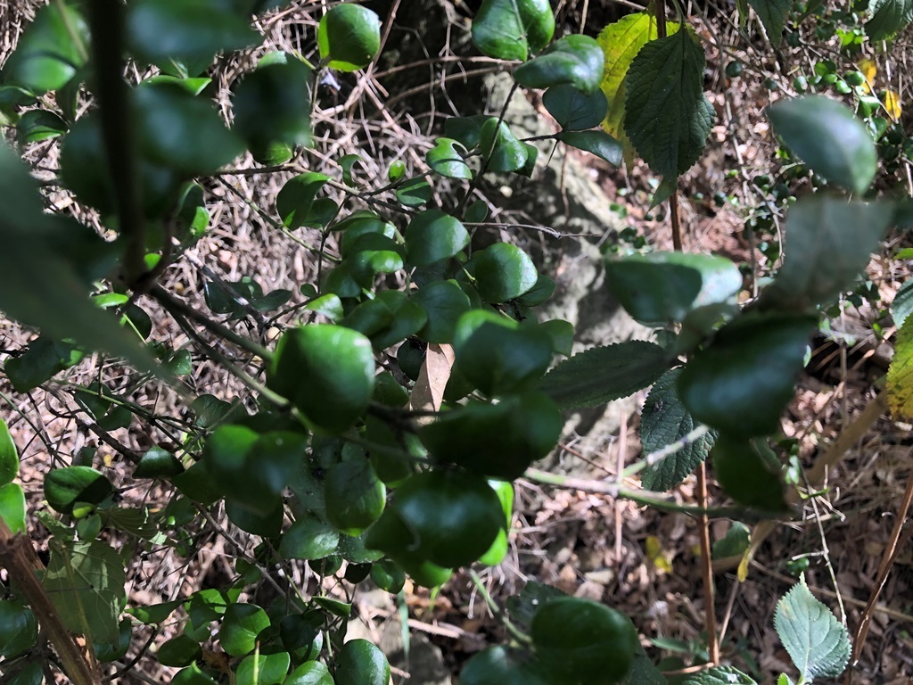 conkerberry in September 2023 by Martin Bennett. 12.9-10.6 Acacia ...