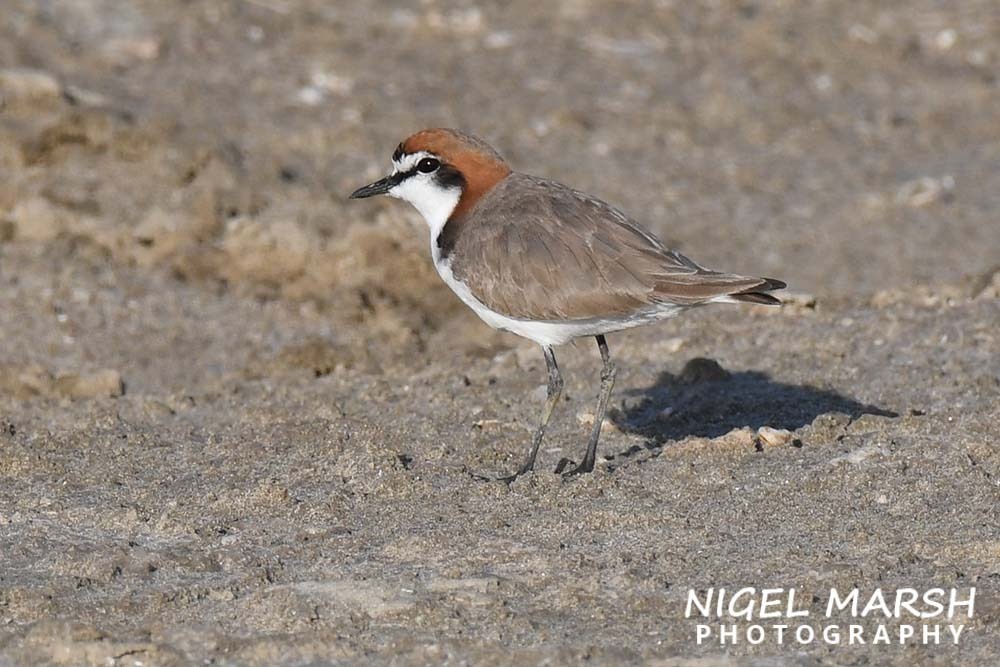Red-capped Plover from Brisbane QLD, Australia on October 6, 2023 at 06 ...