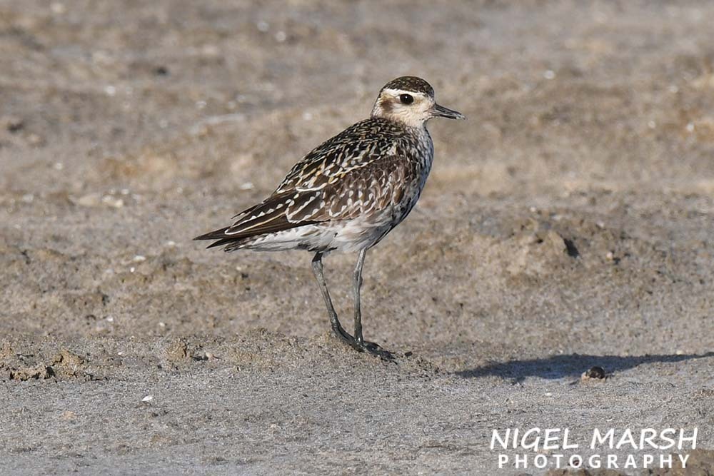 Pacific Golden-Plover from Brisbane QLD, Australia on October 6, 2023 ...