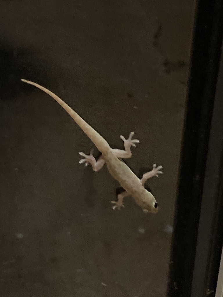 Eastern tree dtella from Murray St, Cunnamulla, QLD, AU on September 20 ...