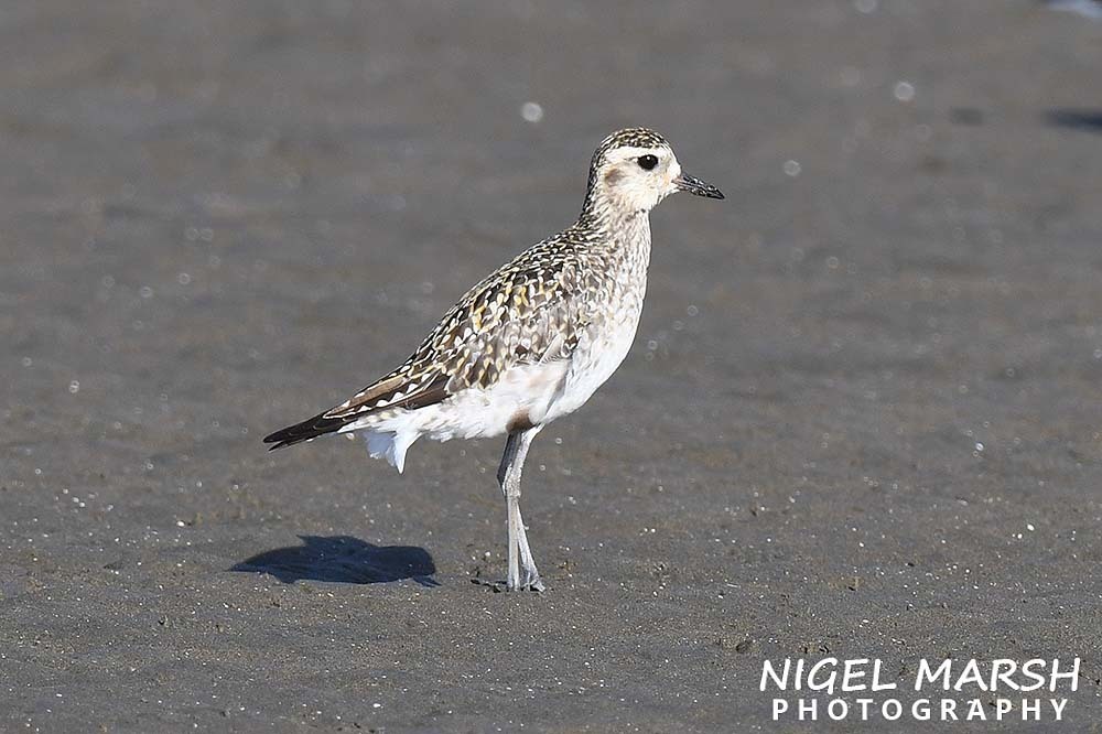 Pacific Golden-Plover from Brisbane, QLD, Australia on October 6, 2023 ...