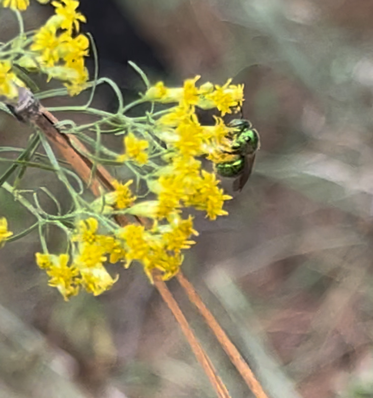 Paraugochloropsis from DeSoto National Forest, Ovett, MS, US on October ...