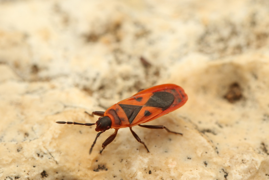 Mediterranean red bug from רוקח, רמת גן, ישראל on October 3, 2023 at 07 ...