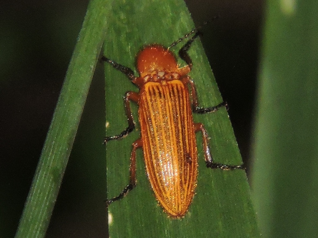 Hemiops flava from 111台北市士林區中山北路七段 on September 17, 2023 at 08:09 PM by ...