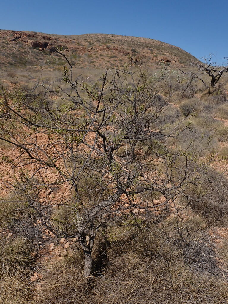 Dead Finish from North West Cape WA 6707, Australia on August 22, 2023 ...