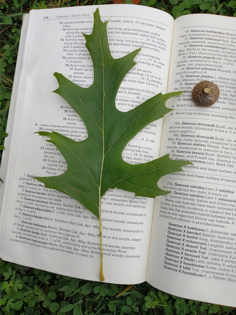 northern pin oak from 65GQ+2Q, Lake Forest, IL 60045, USA on October 4 ...
