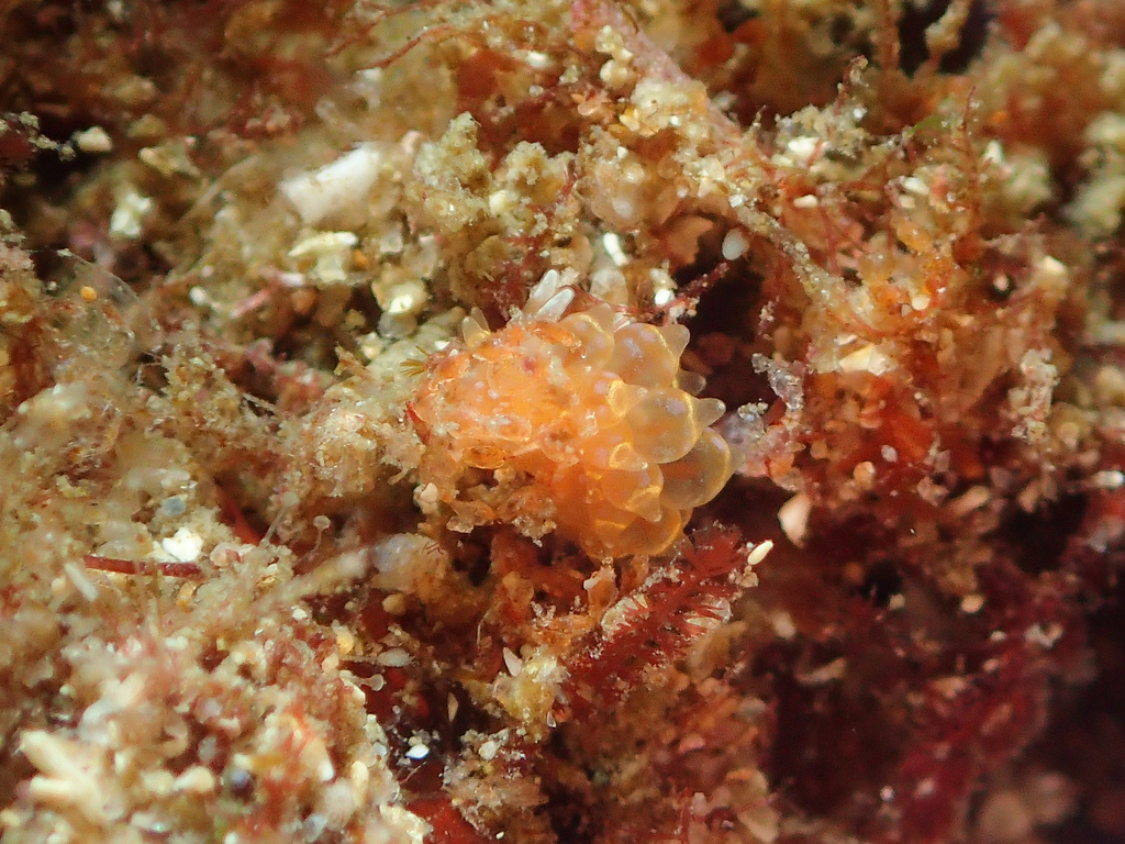 Janolus from Shoalhaven, NSW, Australia on September 22, 2023 at 11:41 ...