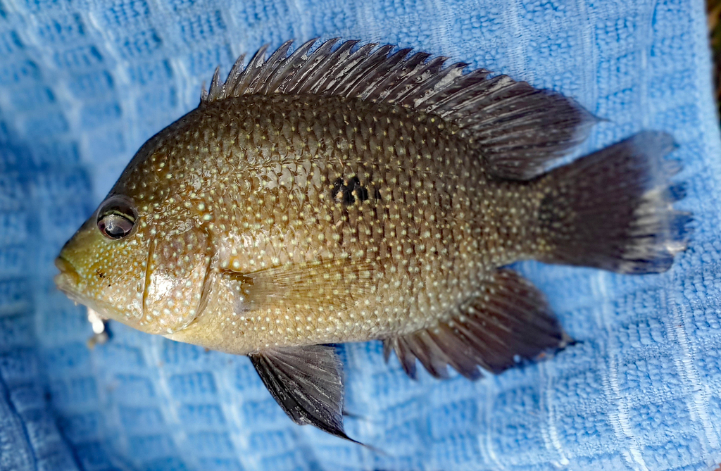 Texas Cichlid from Bayview, TX 78566, USA on October 2, 2023 at 11:06 ...