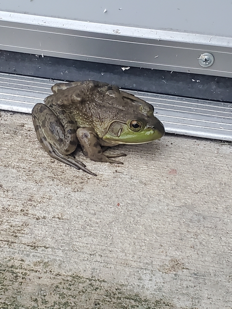 American Bullfrog from Hancock County, US-OH, US on October 5, 2023 at ...