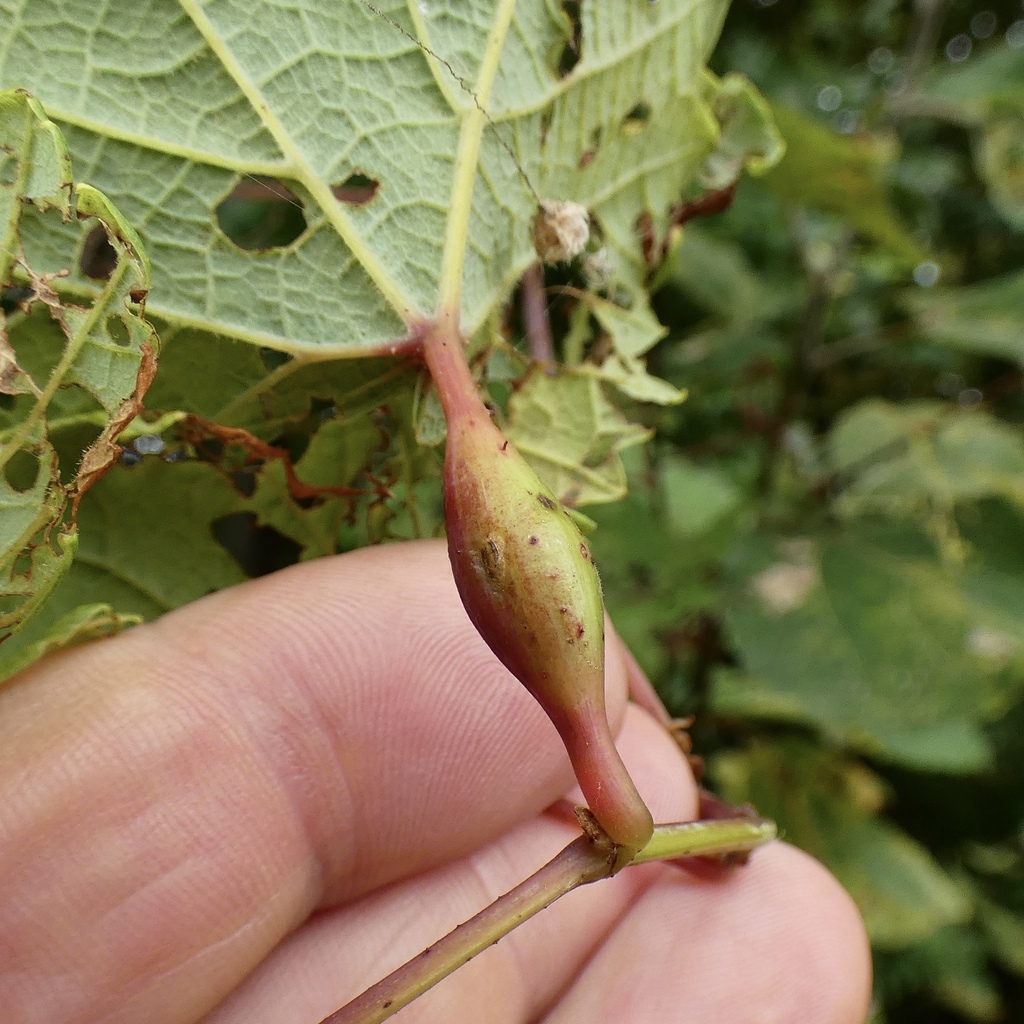 Grape Leaf Petiole Gall from Mogadore Reservoir, Ohio, USA on October 5 ...