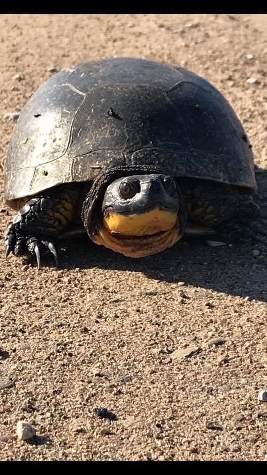 Blanding's Turtle in April 2019 by Adamthedeertracker · iNaturalist