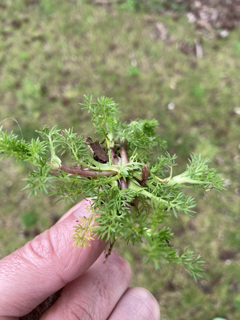 common soliva from Thomas Park, Morrinsville, Waikato, NZ on October 6 ...