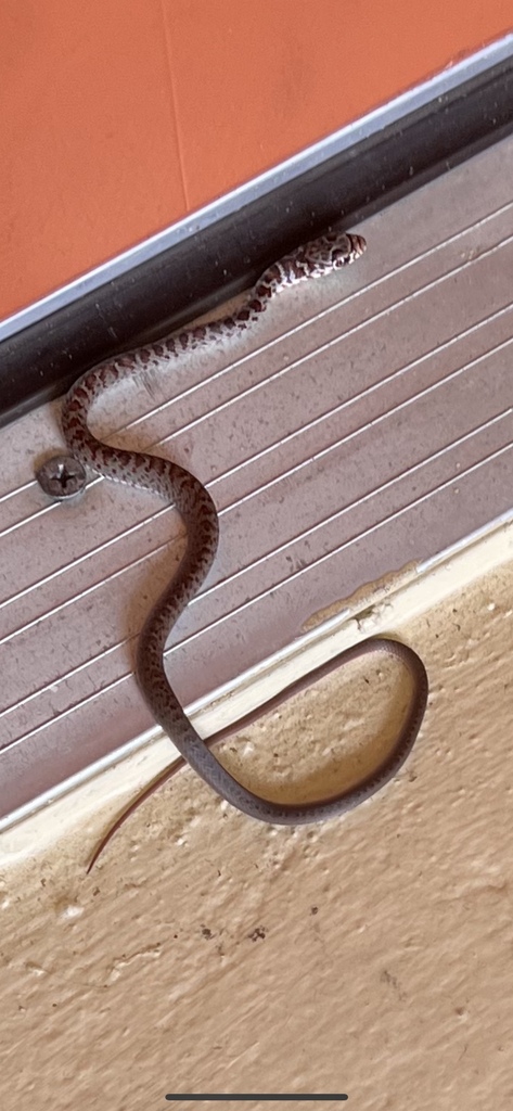 North American Racer from Barbados Loop, Clermont, FL, US on October 2 ...