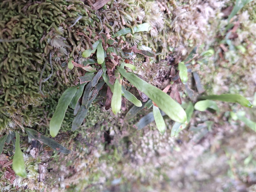 Strap fern from Arnold Valley 7872, New Zealand on October 6, 2023 at ...