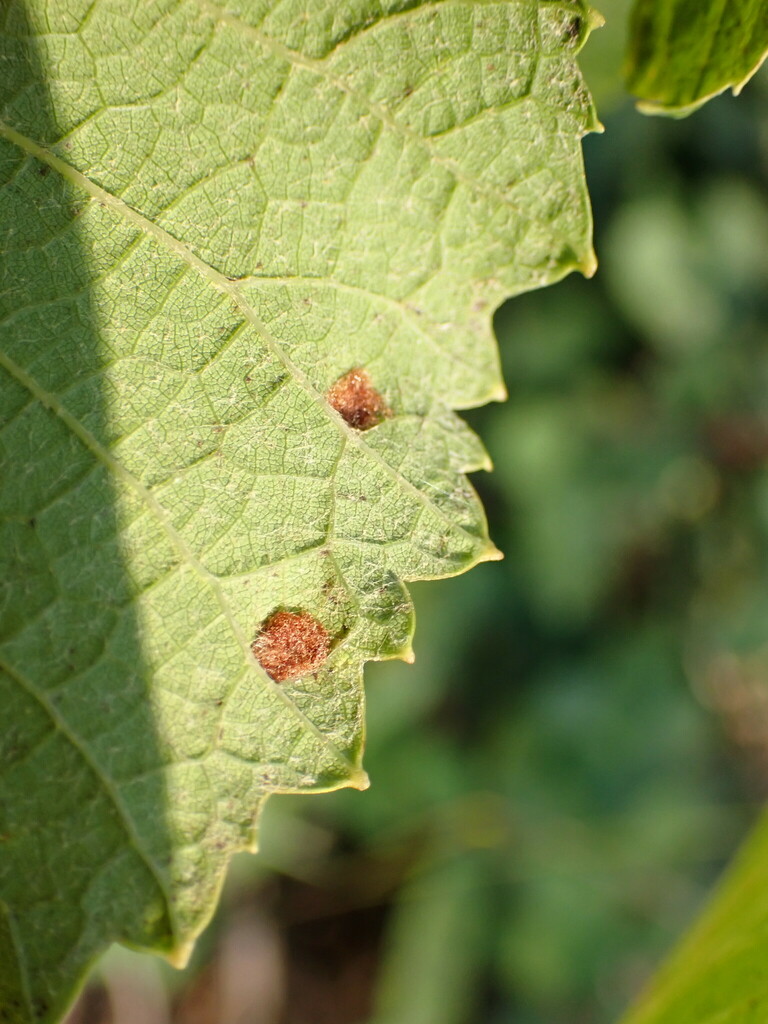 Grape Erineum Mite from Harlow, Eugene, OR, USA on October 4, 2023 at ...