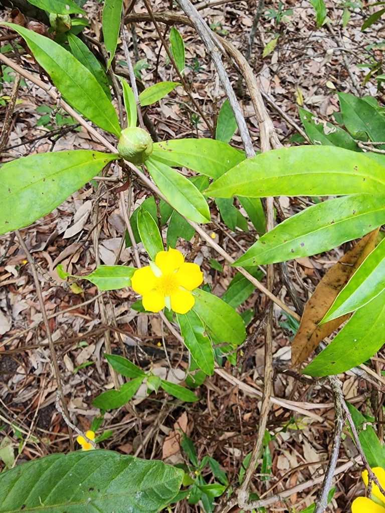Climbing Guinea flower from Albany Creek QLD 4035, Australia on October 6, 2023 at 10:46 AM by ...