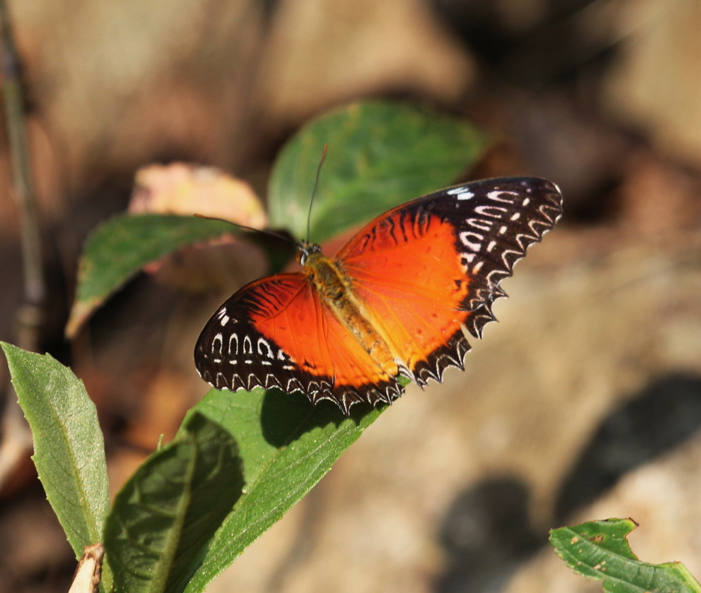 Red Lacewing Butterfly from 493X+H6J, 790003 on March 9, 2013 at 10:05 ...