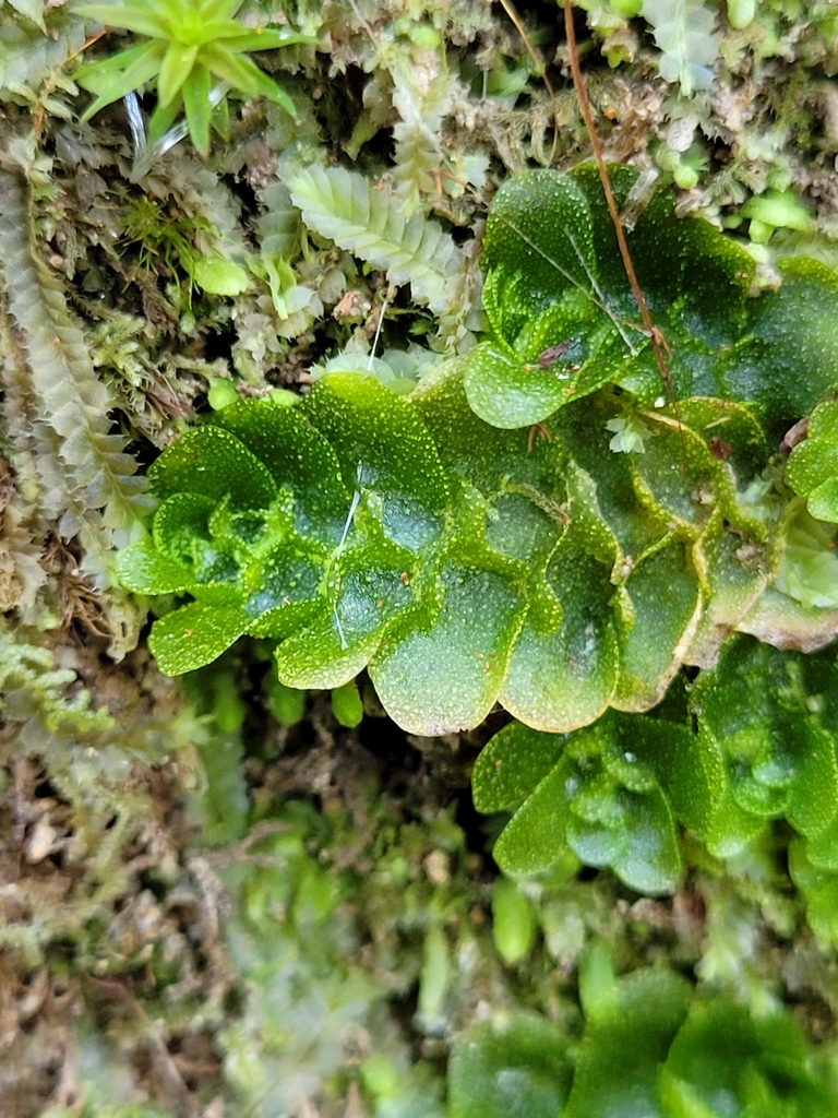 Treubia lacunosa from Abel Tasman, Abel Tasman National Park, NZ-TS-TM ...