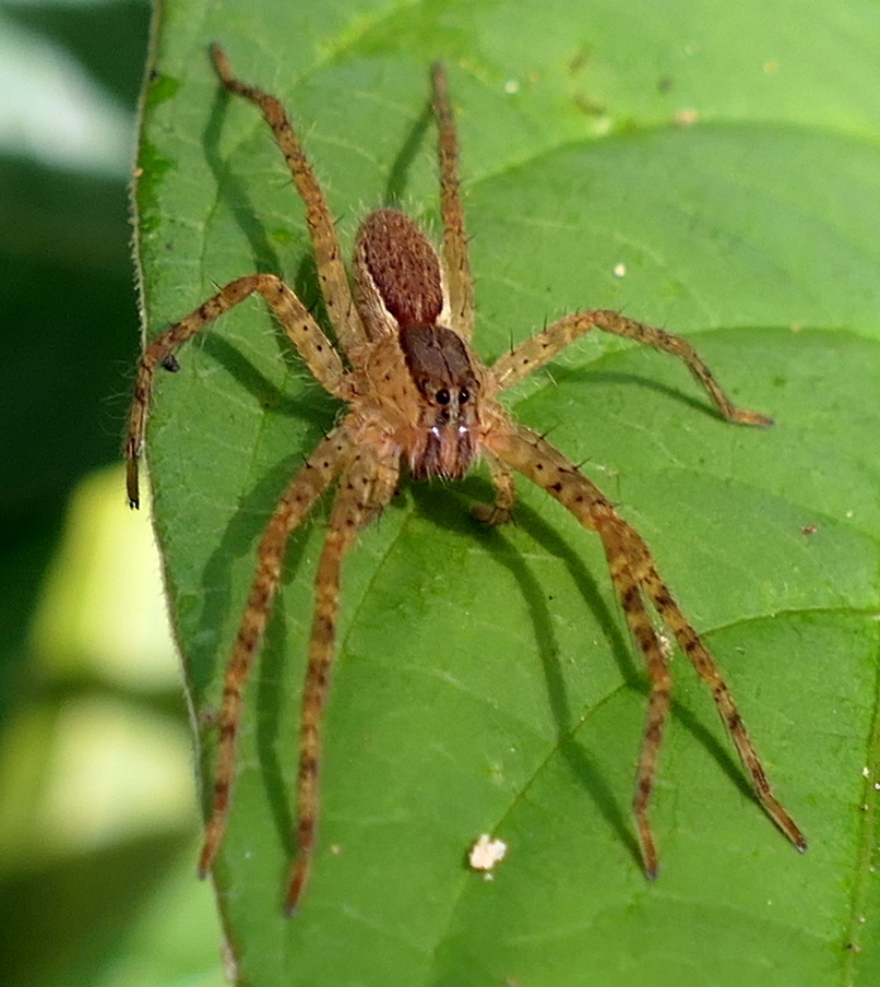 Bromeliad Spiders from Zona rural de Paudalho - Pernambuco on September ...