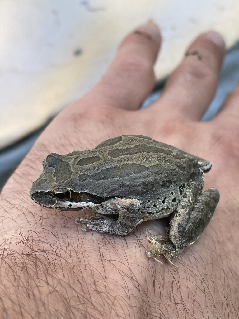 Baja California Tree Frog from Los Angeles County, US-CA, US on October ...