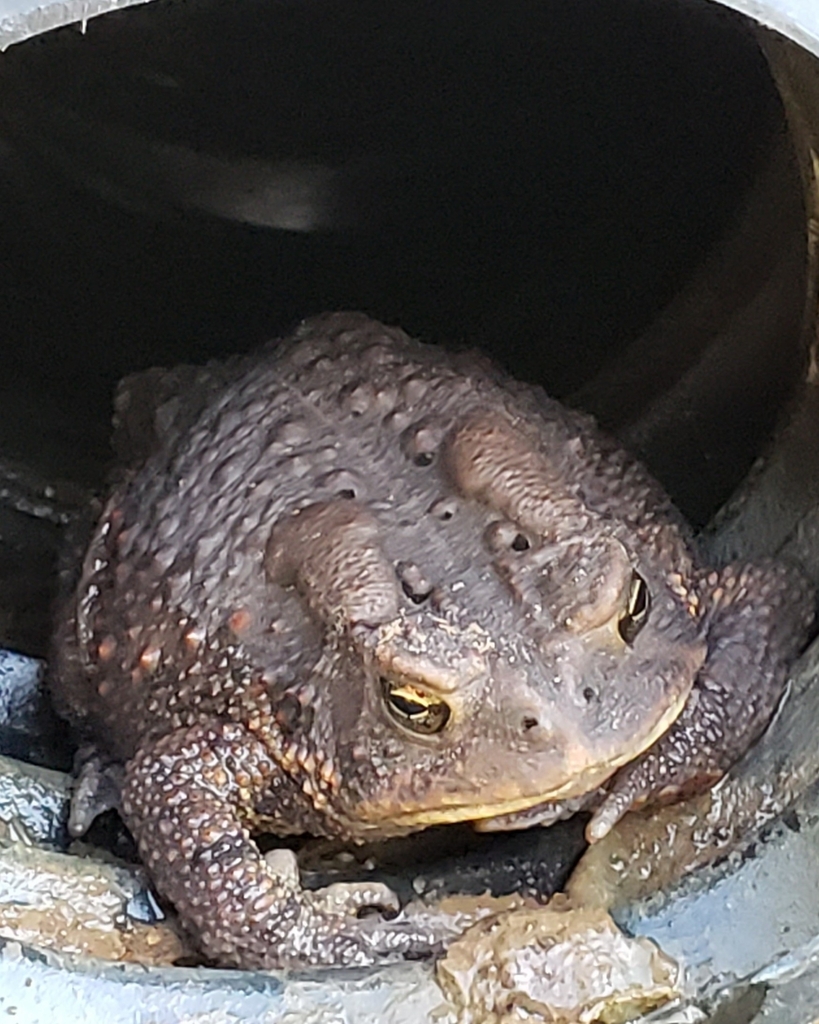 Dwarf American Toad from Fayetteville, AR 72703, USA on September 28 ...