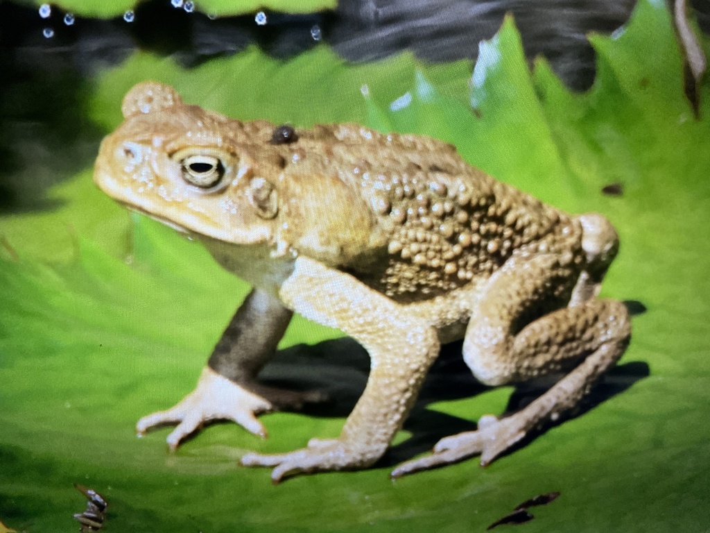 Cane Toad from Kauaʻi, Kalaheo, HI, US on October 5, 2023 at 03:24 PM ...