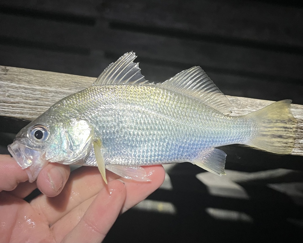 Silver Perch from York River, Yorktown, VA, US on October 5, 2023 at 07 ...