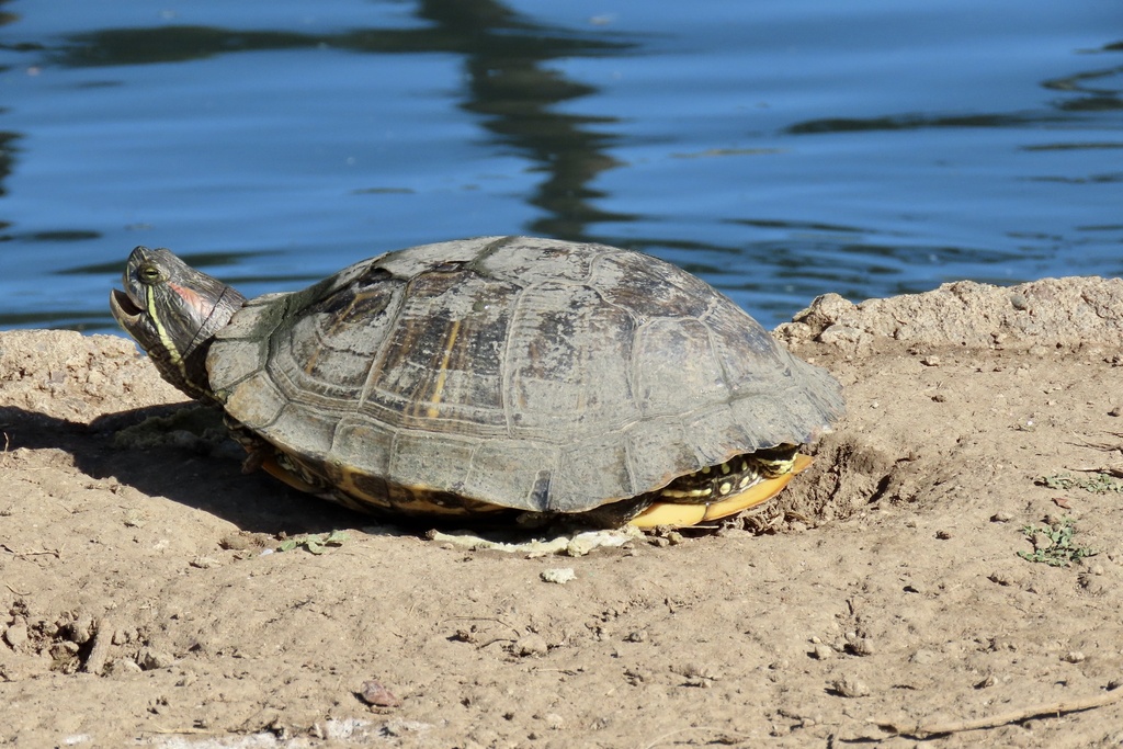 Red-eared Slider from TeWinkle Park, Costa Mesa, CA, US on October 5 ...