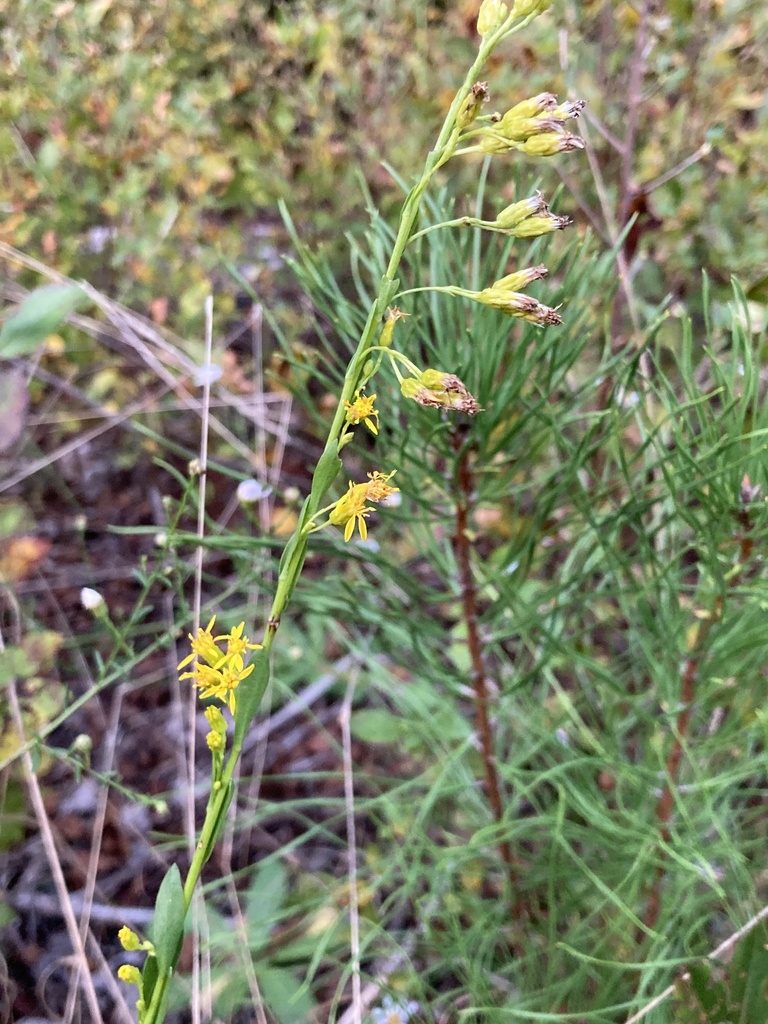 Pine Barren Bog Goldenrod in October 2023 by er-birds · iNaturalist