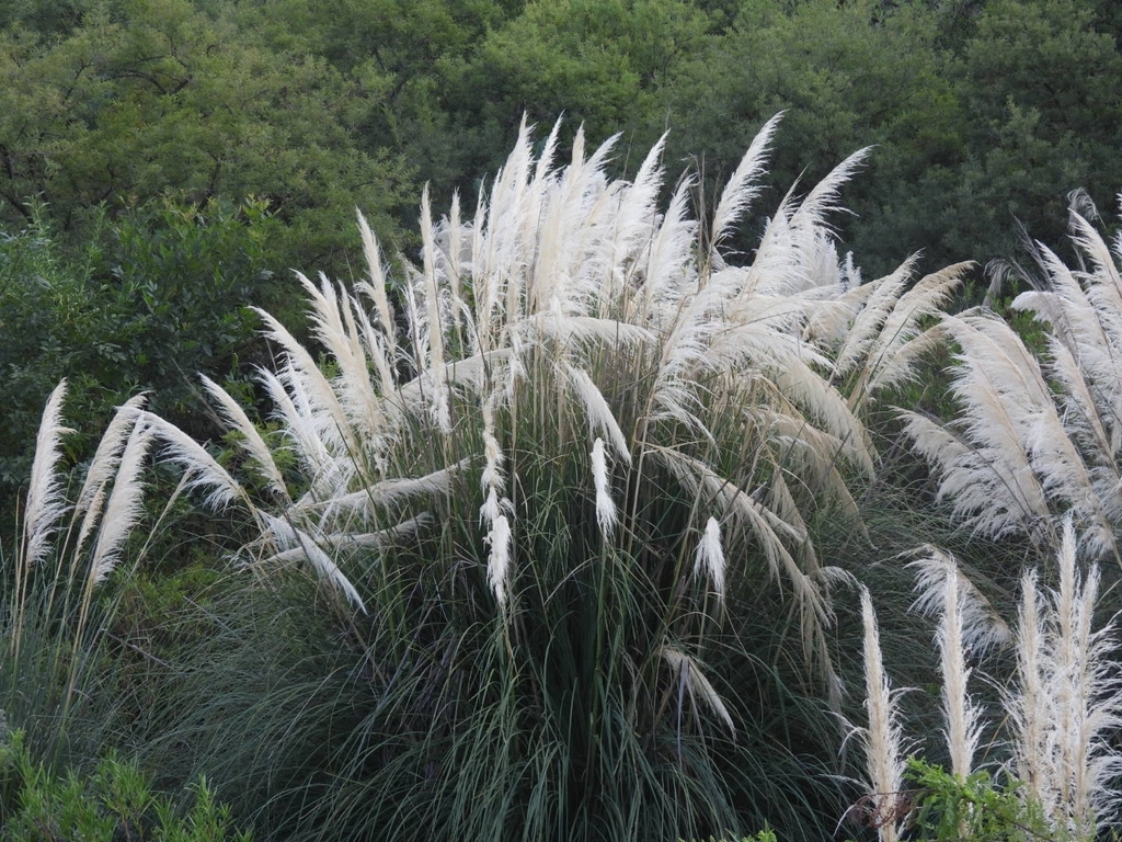 Pampas Grass from 76269 Zibatá, Qro., México on October 5, 2023 at 05: ...