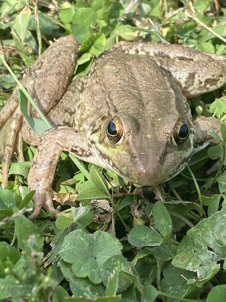 Green Frog from Buffalo Creek Rd, Huntington, WV, US on October 5, 2023 ...