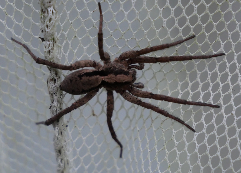 Forest Wolf Spider in October 2023 by crazywolf828 · iNaturalist