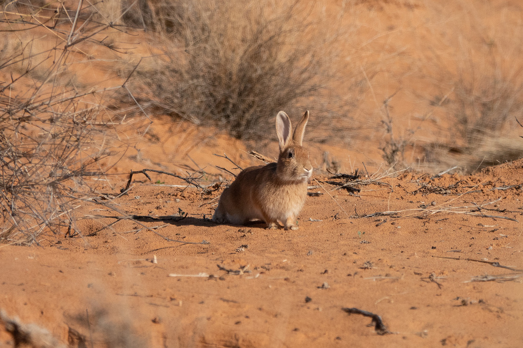 European Rabbit from Gidgealpa SA 5731, Australia on July 30, 2023 at ...