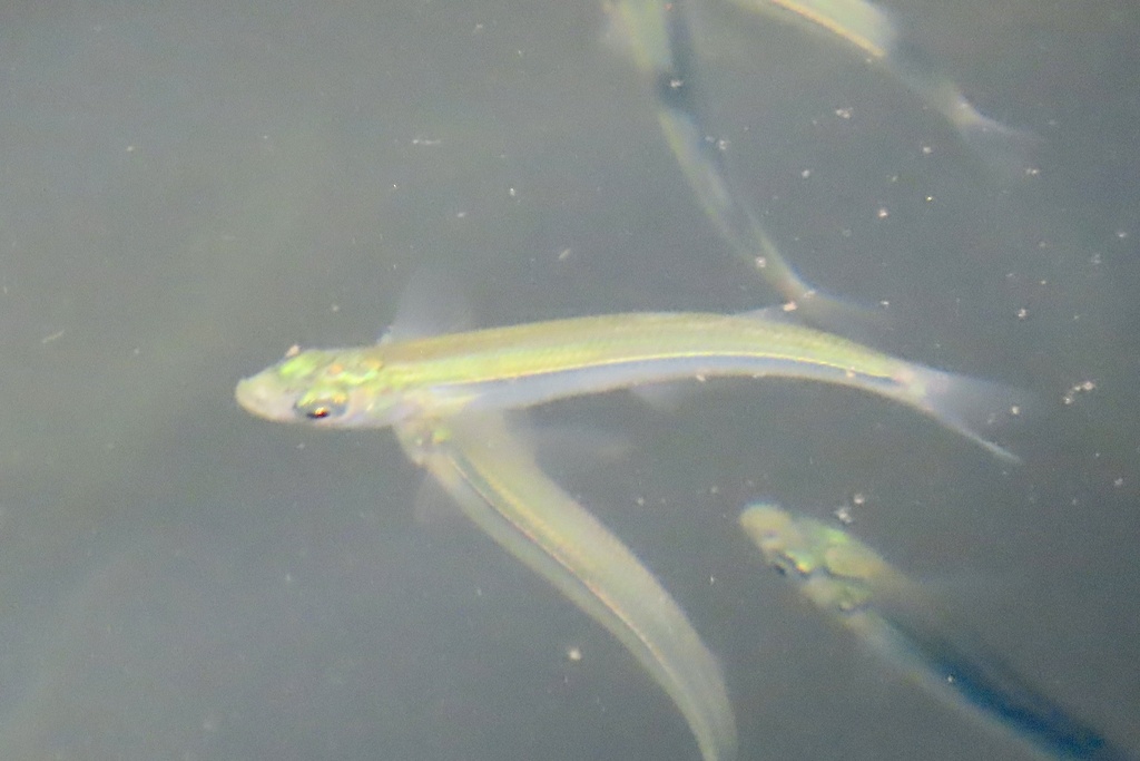 Topsmelt Silverside from Anaheim Bay, Huntington Beach, CA, US on ...