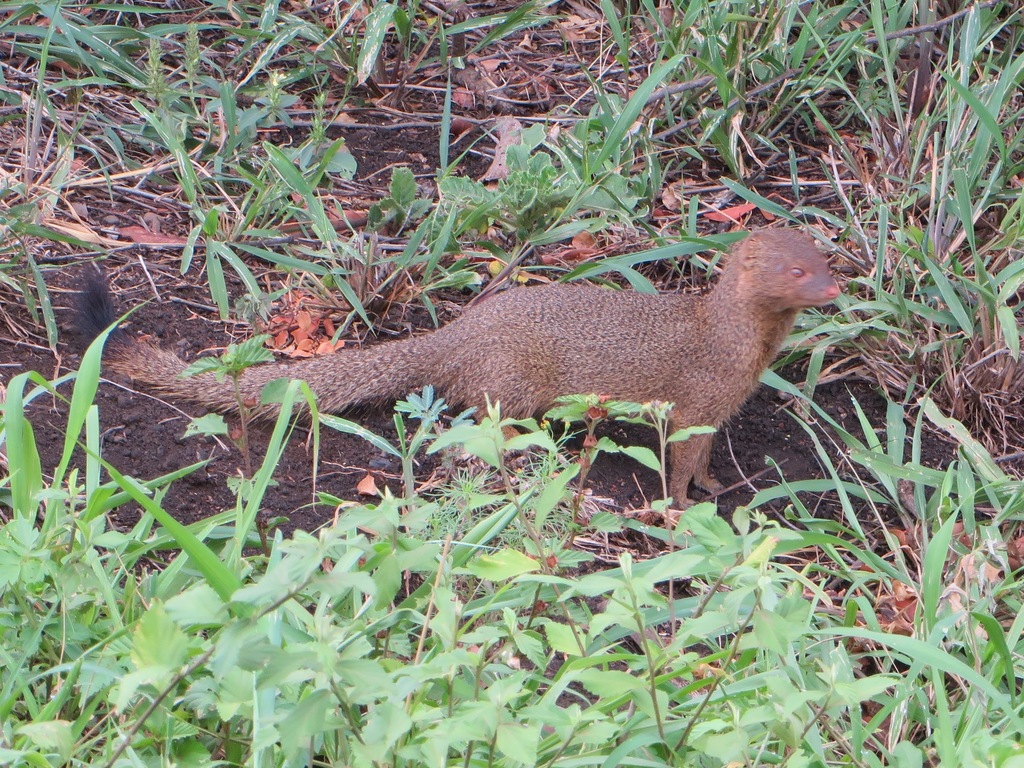 Common Slender Mongoose (Herpestes sanguineus) - Know Your Mammals