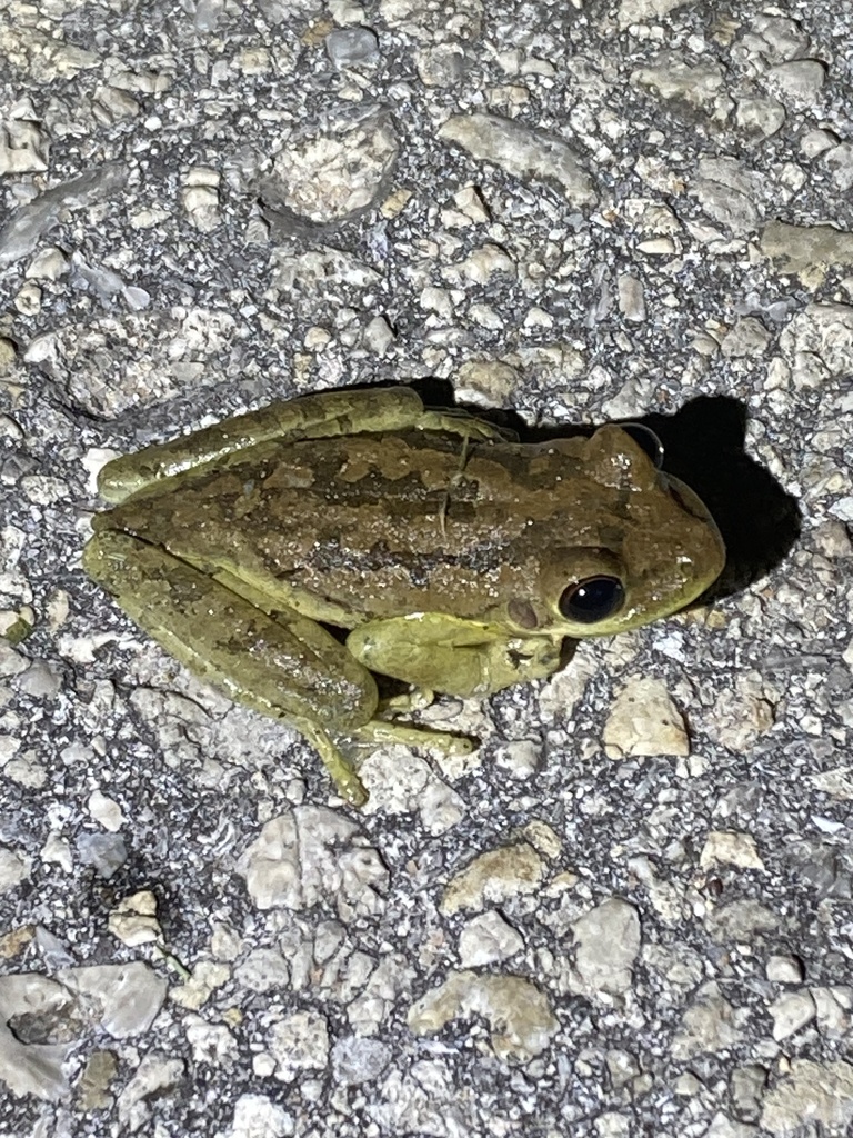 Cuban Tree Frog from Ave Maria University, Ave Maria, FL, US on October ...